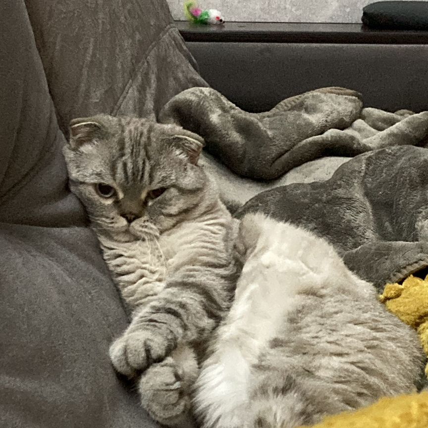 Кот в добрые руки