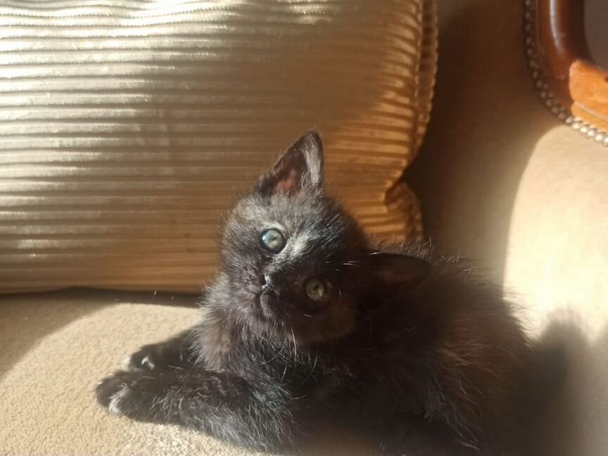 Маленькая принцесса ищет свою семью