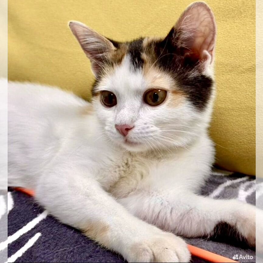 Котята в добрые руки трехцветка в горошек