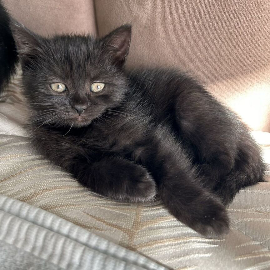 Котёнок мальчик