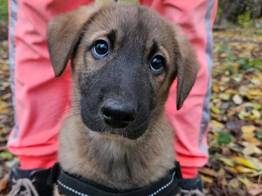 Щенок в дар