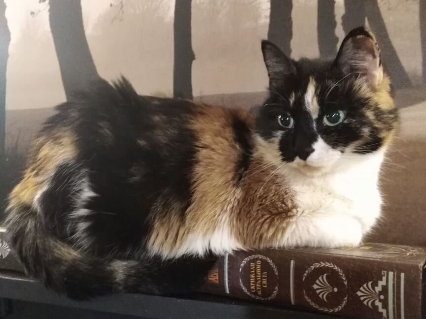 Кошечка трехцветная, лучше не бывает