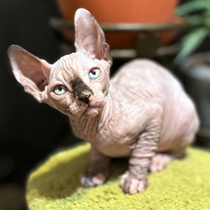 Канадский сфинкс котёнок