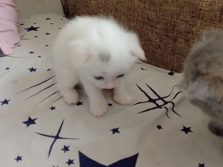 Шотландские котята