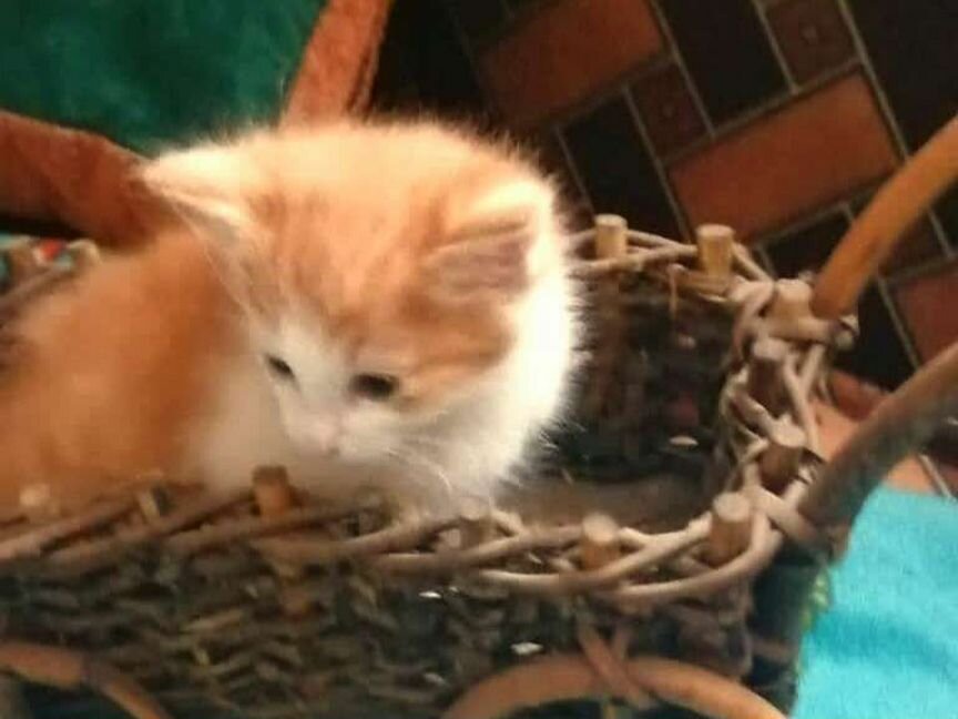 Рыжий маленький котёнок
