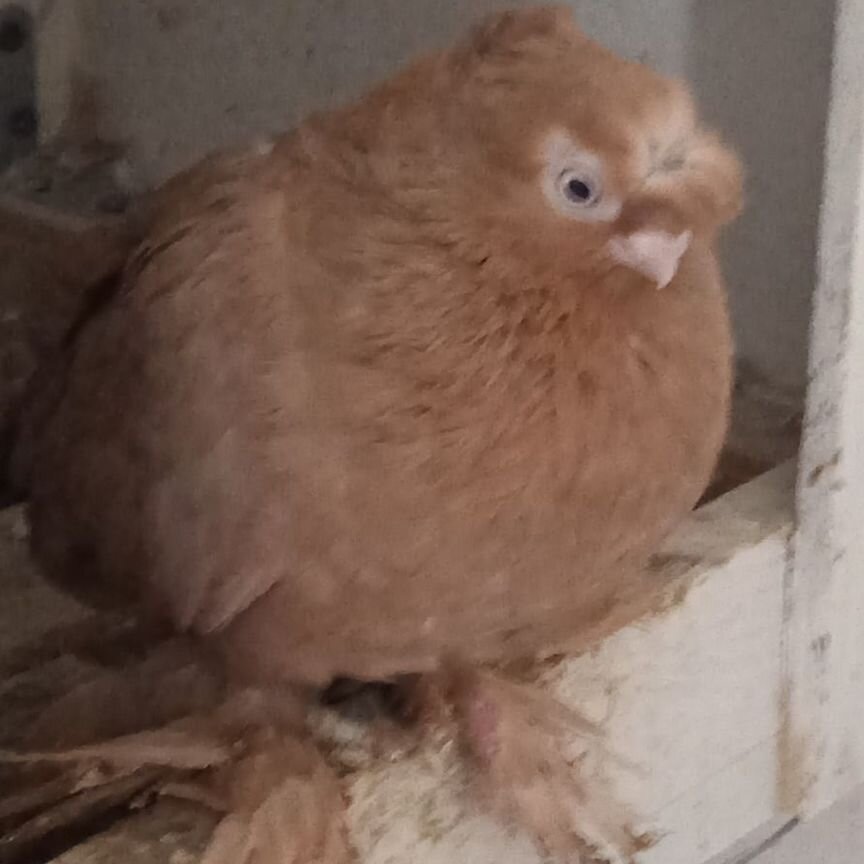 Голуби Узбекской породы