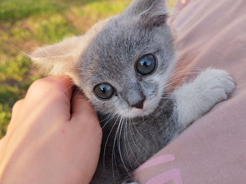 Котята