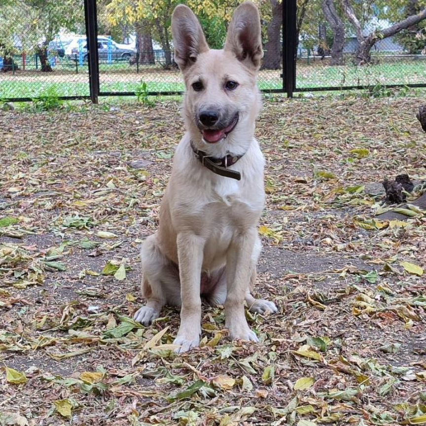 Собака в добрые руки