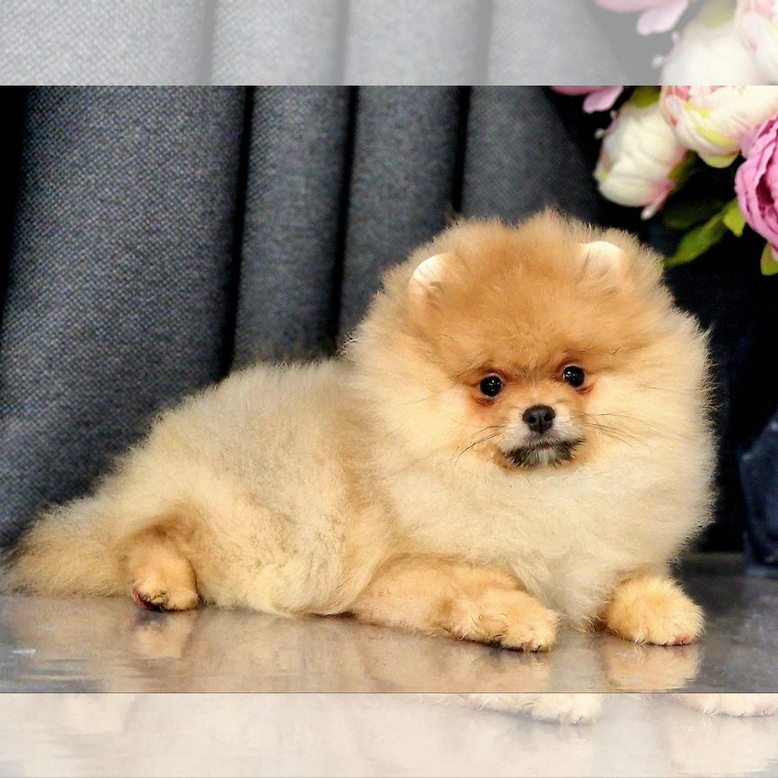 Померанский шпиц, щенок