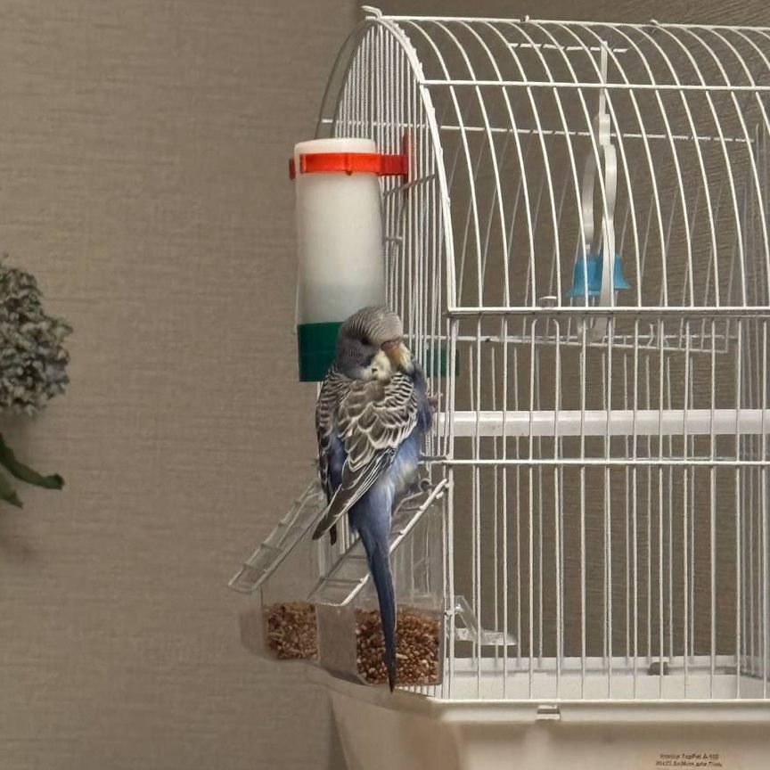 Отдам бесплатно волнистого попугайчика