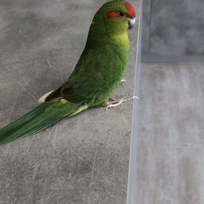 Попугай какарик с клеткой