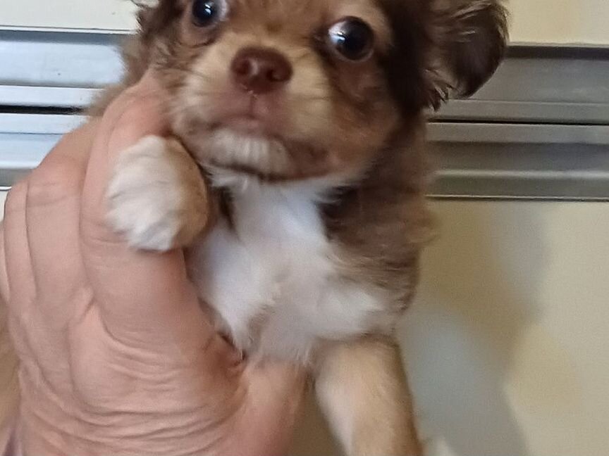 Чудесные щеночки длинношерстных чихуахуа мальчики