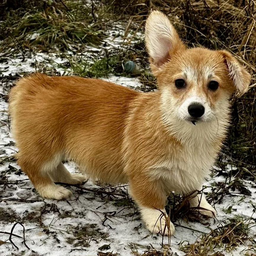 Вельш Корги Пемброк, щенок