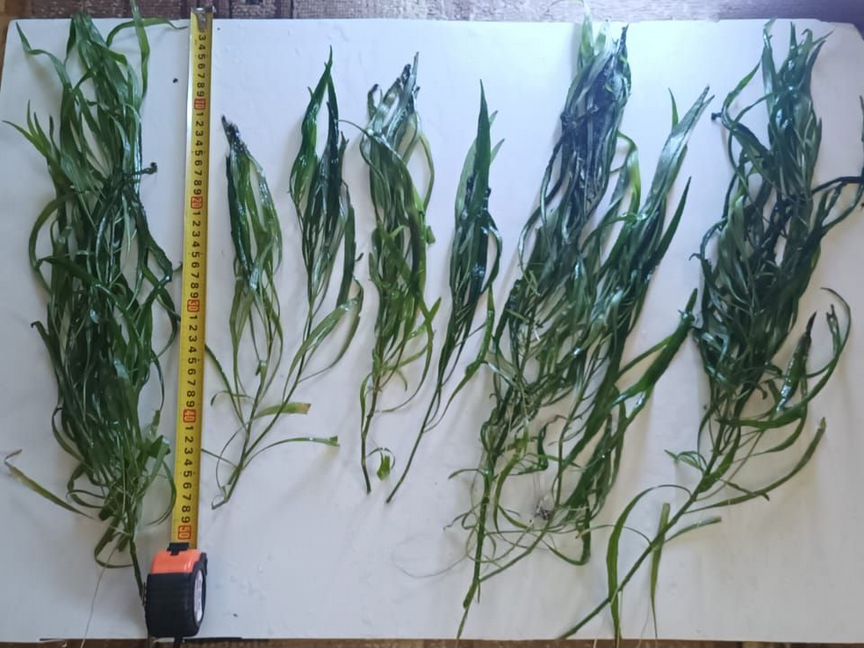 Растение аквариумное Погостемон