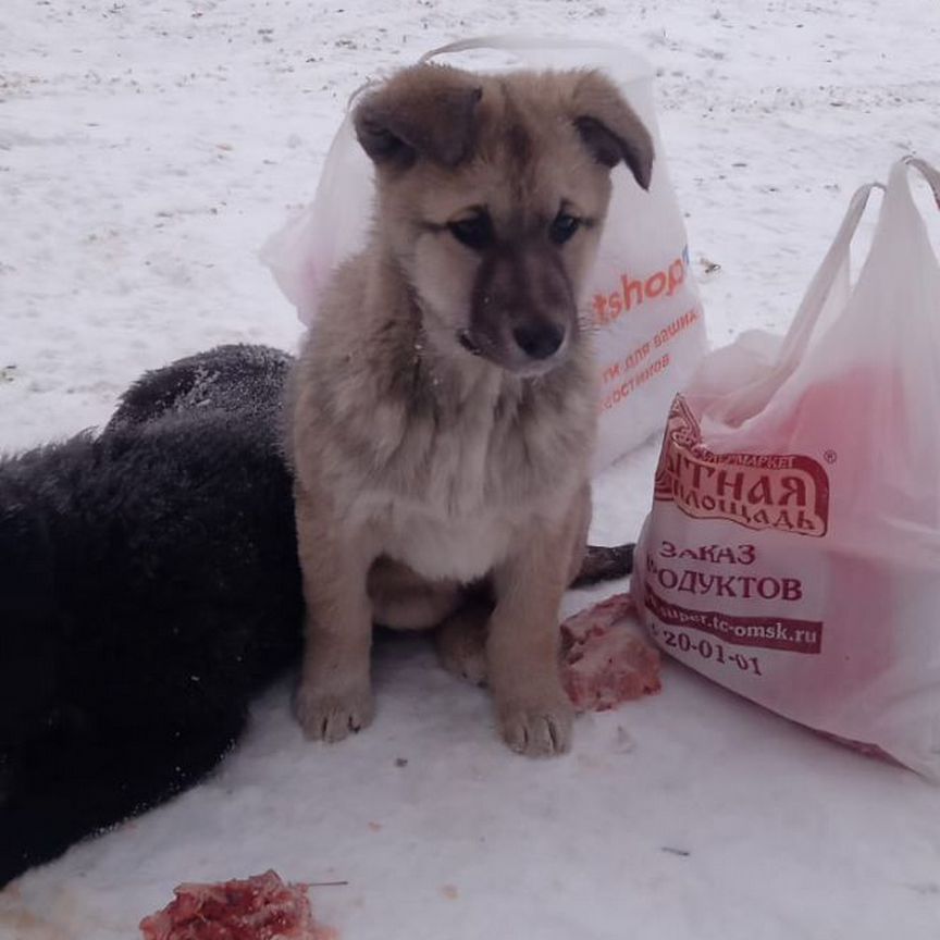 Щенки крупные мальчики 3 месяца с доставкой
