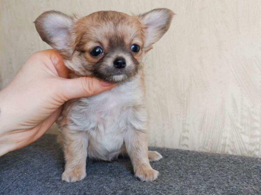 Чихуахуа мальчик