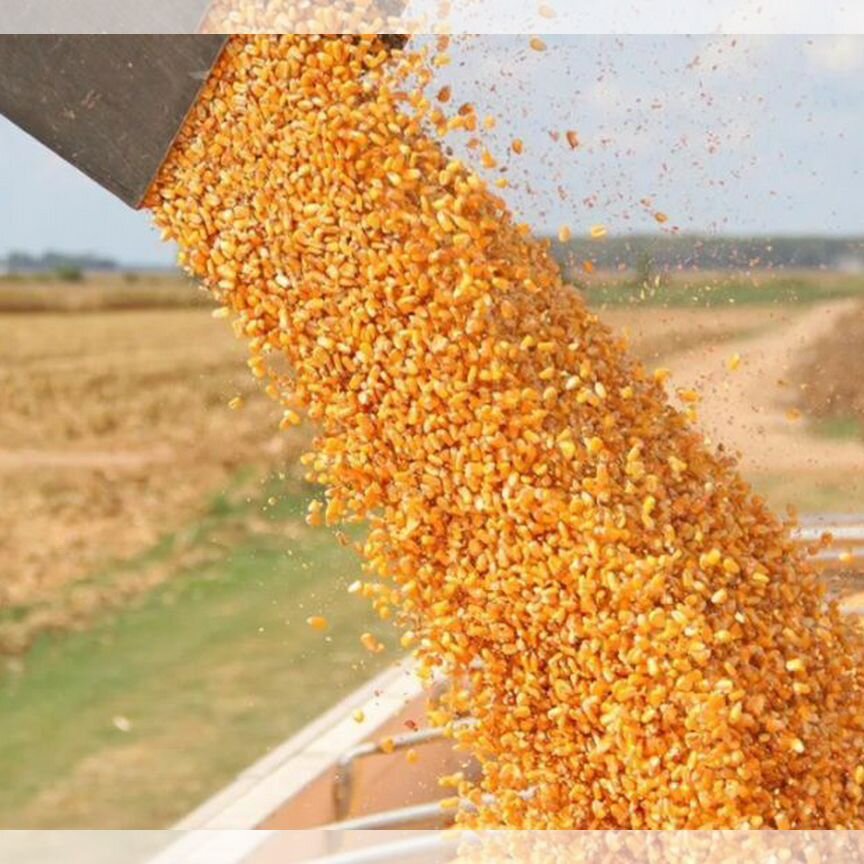 Кукуруза фуражная