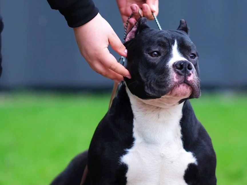 Американский булли покет