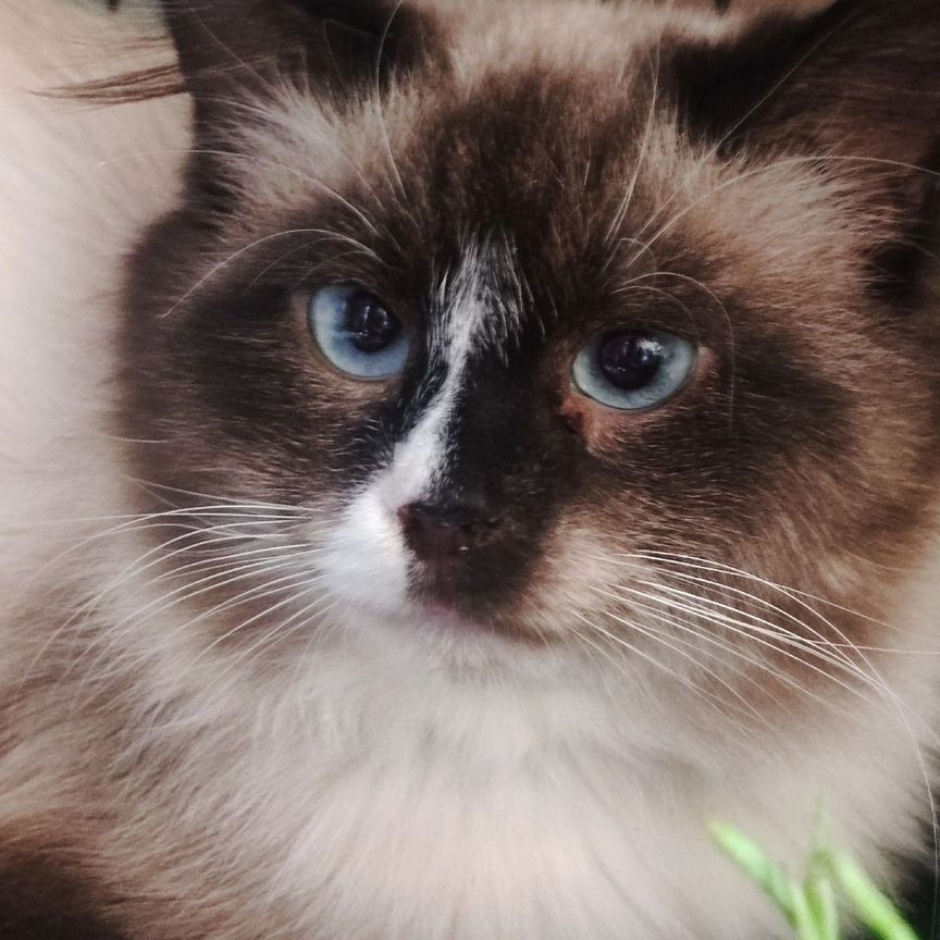Котик ищет дом