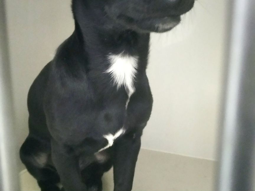 Пристраивается в добрые руки щенок