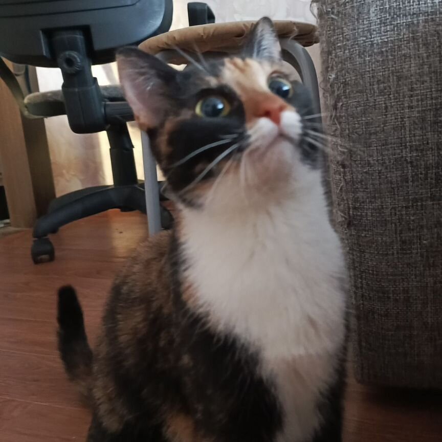 Котёнок в добрые руки