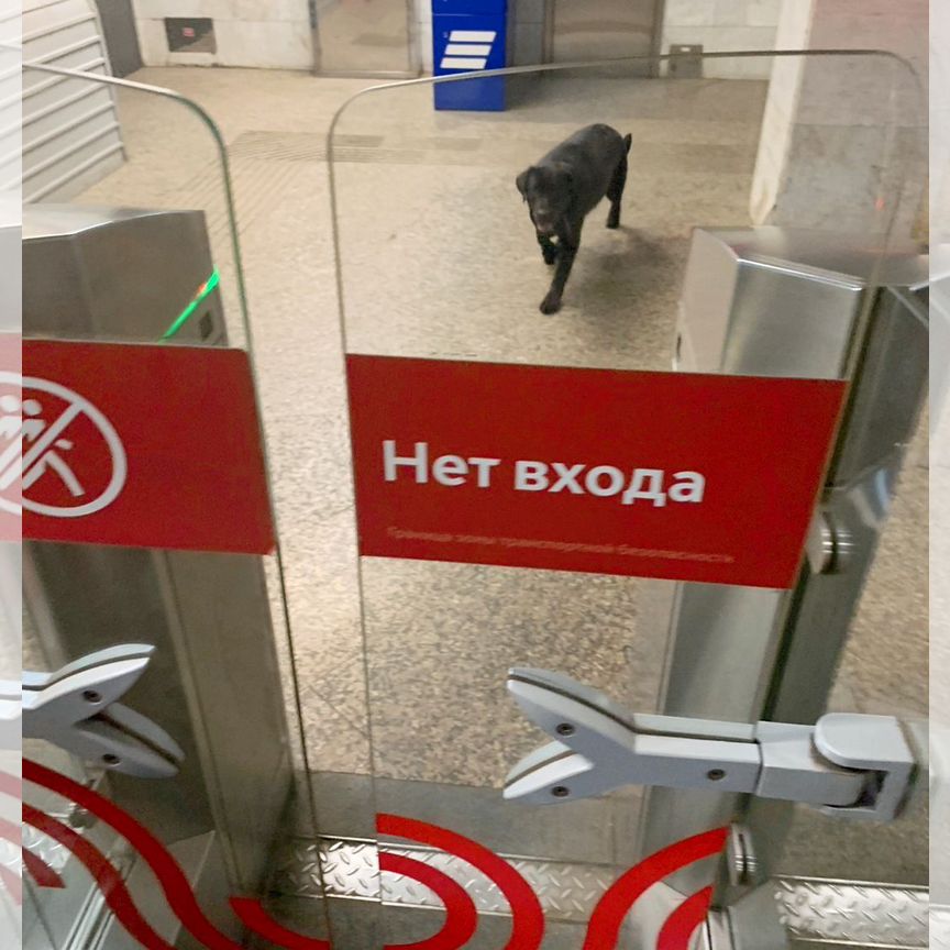 Найдена собака метро сходненская