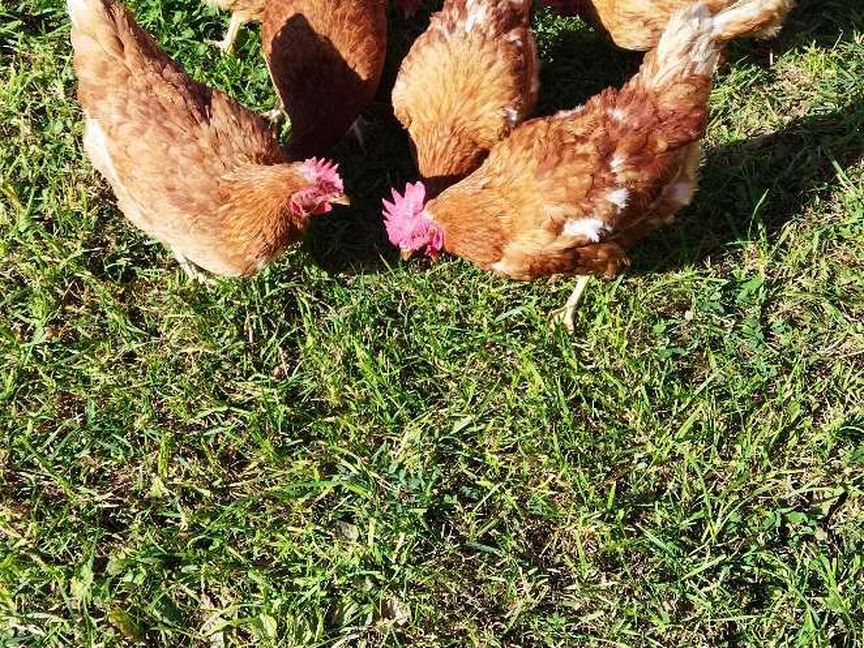 Куры несушки 2 года 9 мес