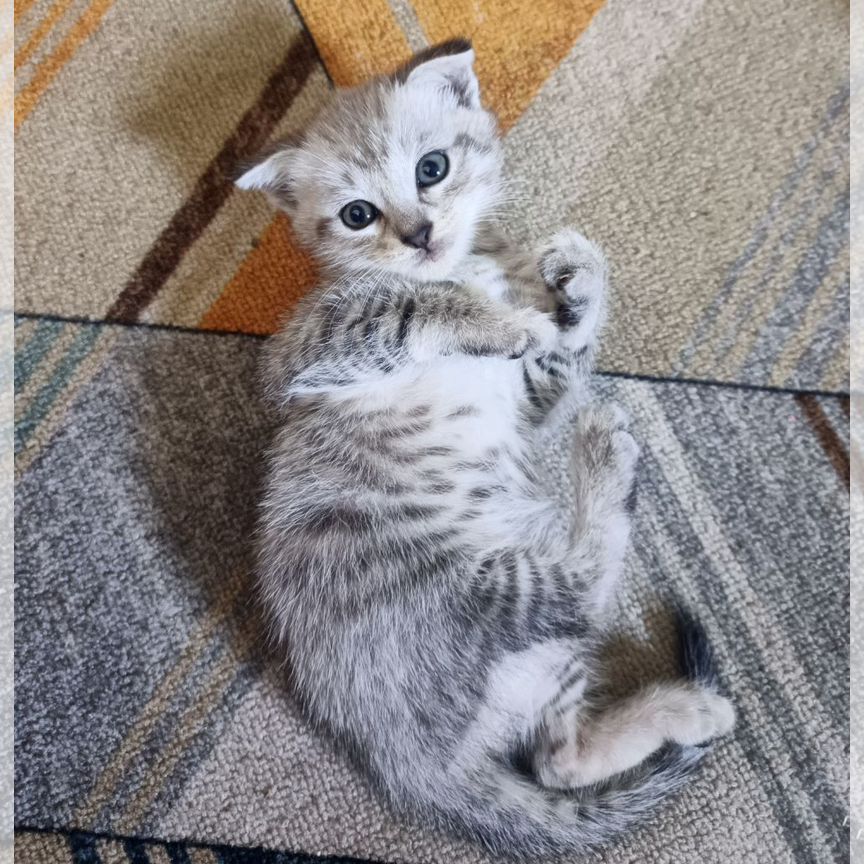 Котёнок в добрые руки