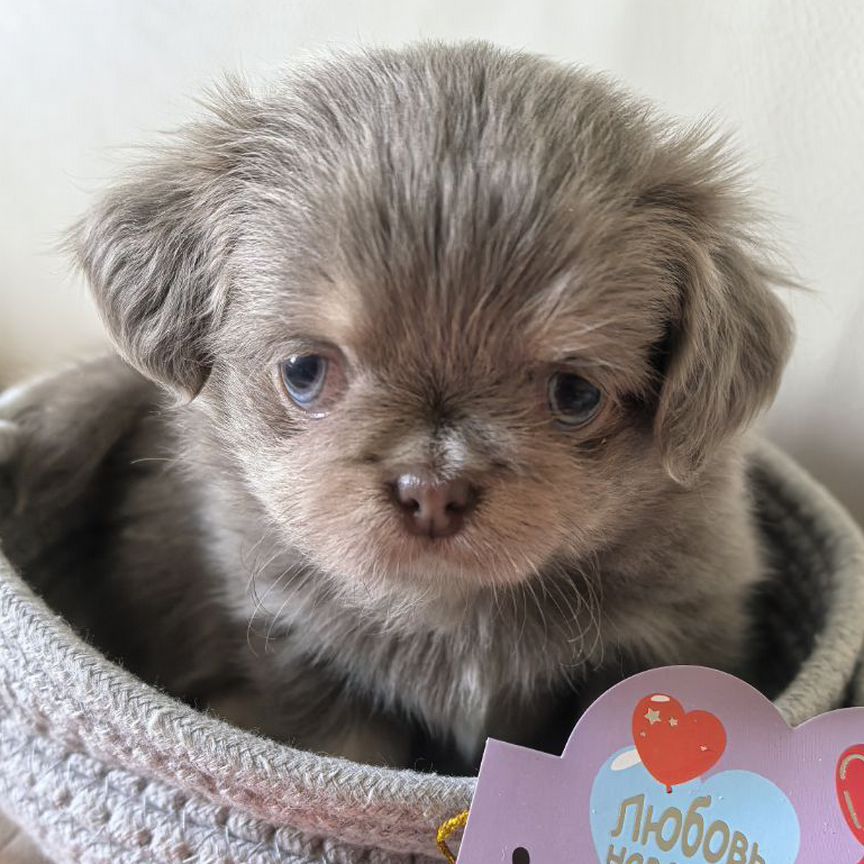 Чихуахуа, щенок