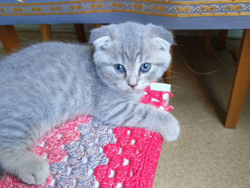 Шотландские мальчик и девочка