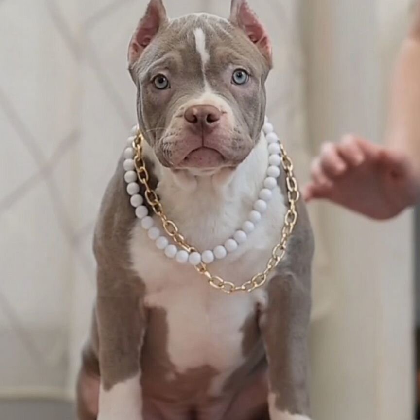 Американский булли, щенок