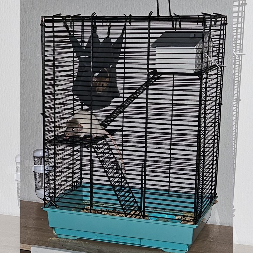 Клетка для грызунов, крыс