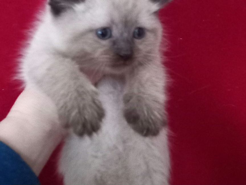 Тайская кошечка