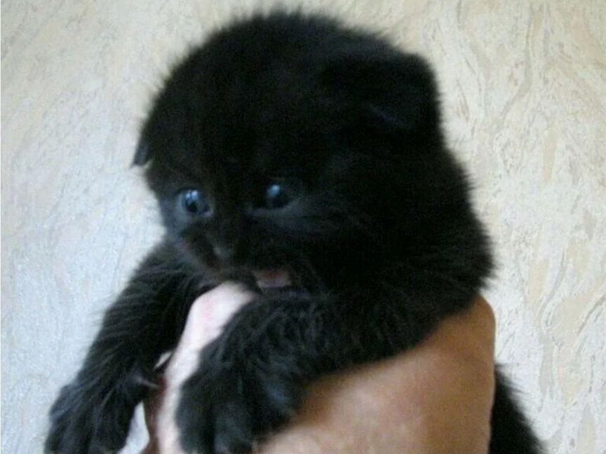 Лечебные вислоушки