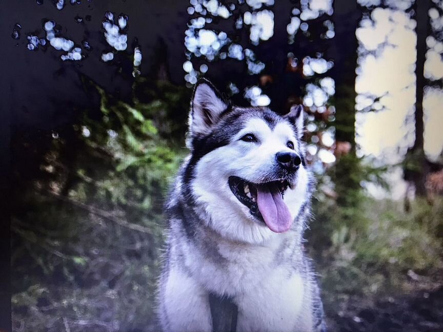 Аляскинский маламут вязка бесплатно