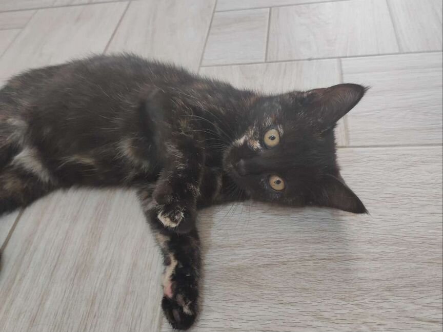 Кошка в дар бесплатно