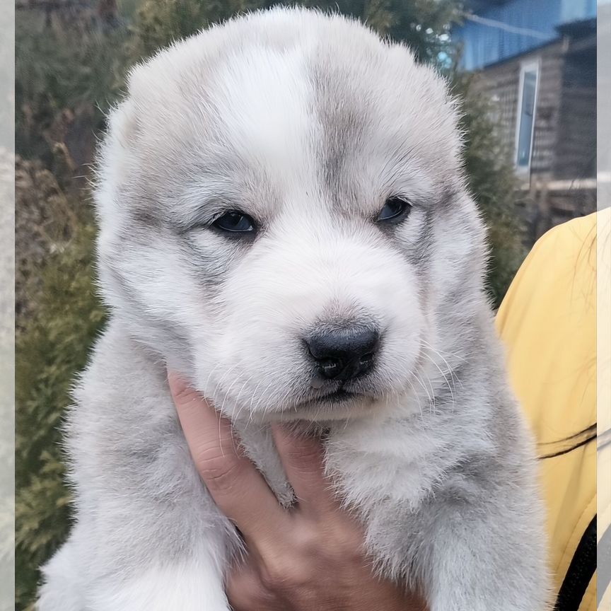 Среднеазиатская овчарка, щенок