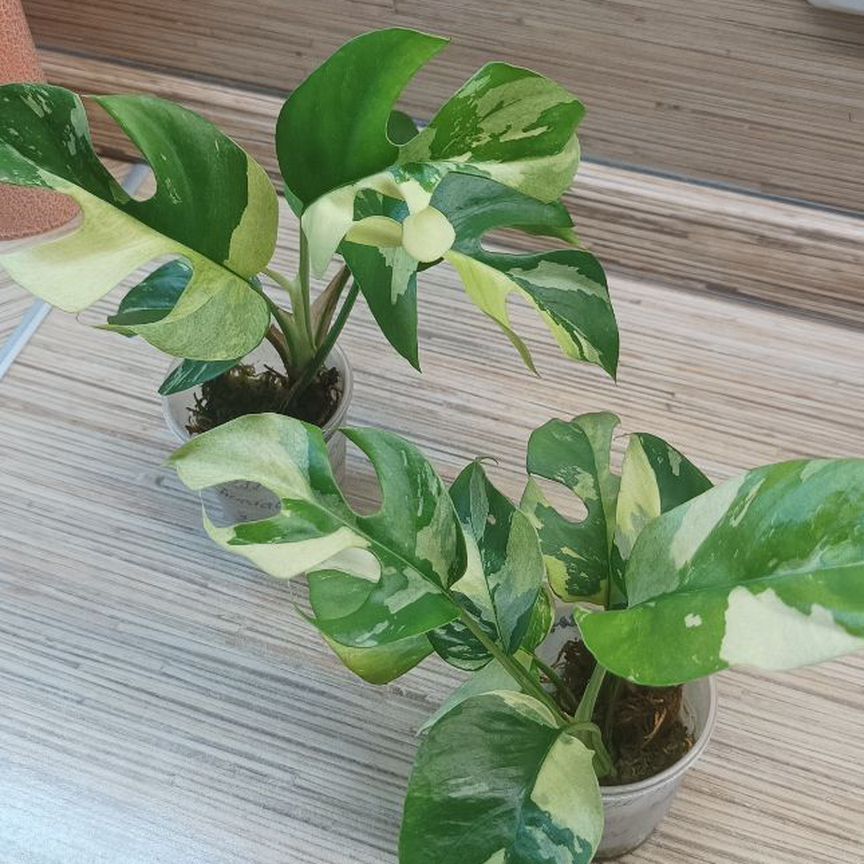 Рафидофора тетрасперма вар