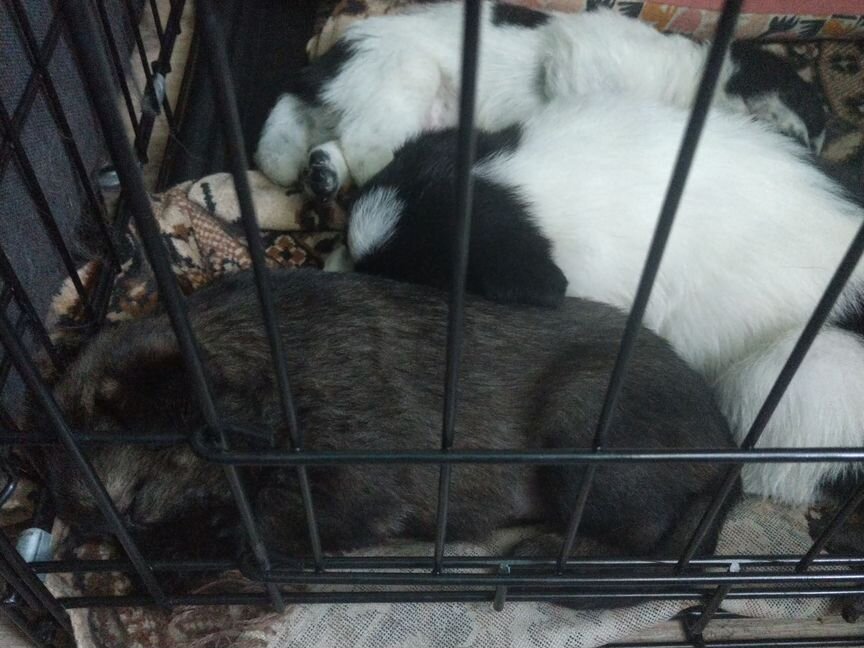 Щенки