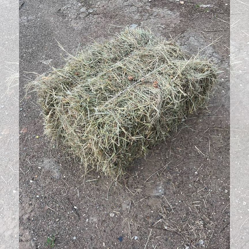 Сено в тюках квадратных
