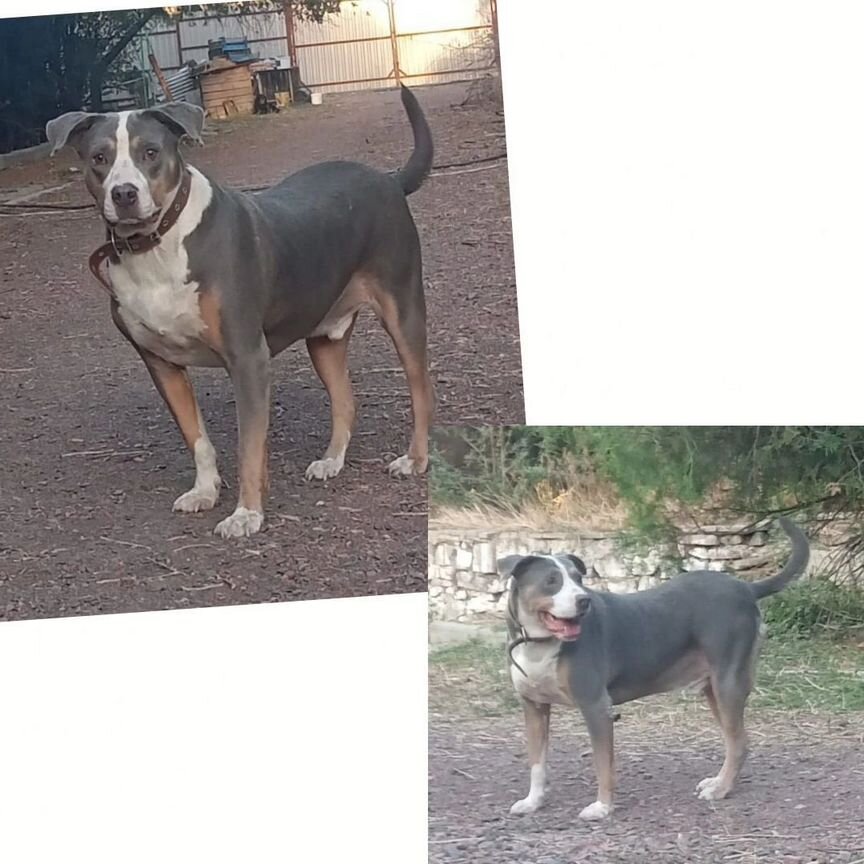 Ронни ищет семью