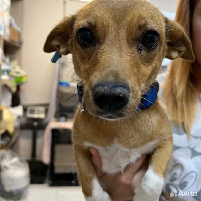 Рыжая маленькая собачка хочет найти дом