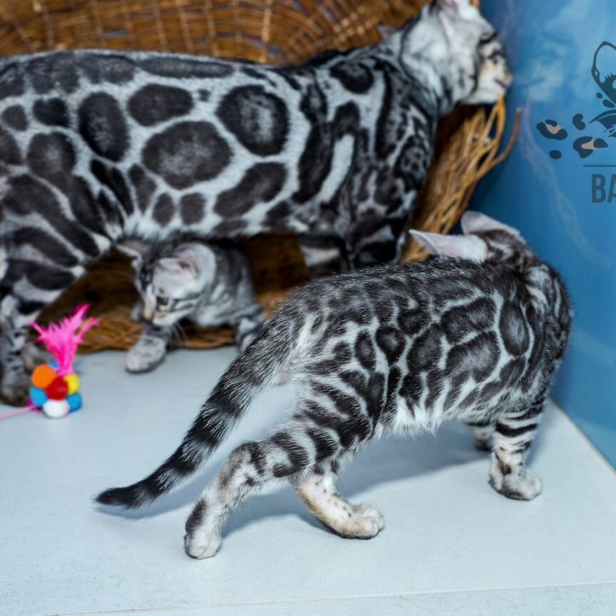 Бенгальские котята серебро