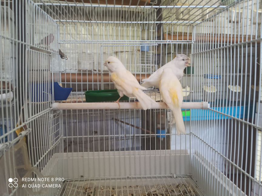 Кенара и канарейки