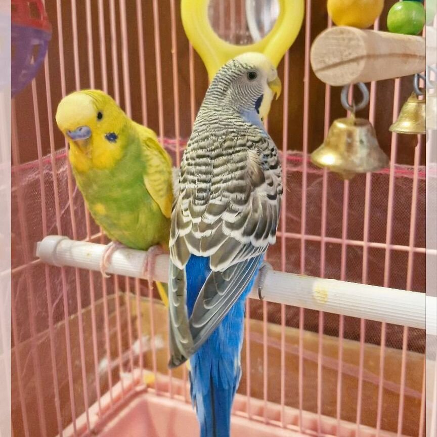 Волнистые попугайчики