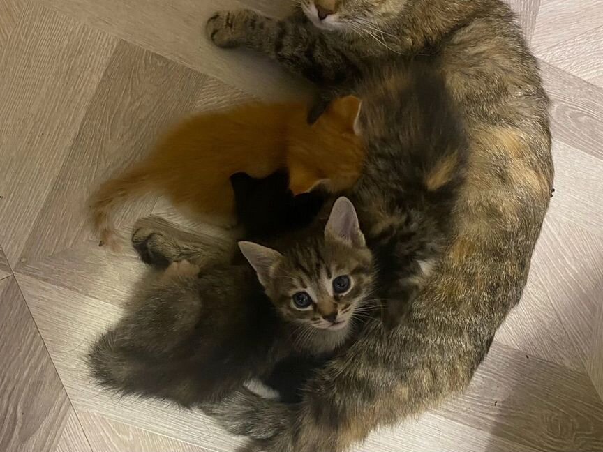 Котята в добрые руки