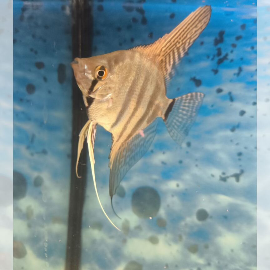 Скалярия, аквариумная рыбка