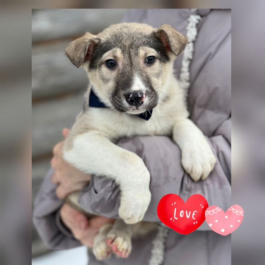 Щенок мальчик Тор в добрые руки