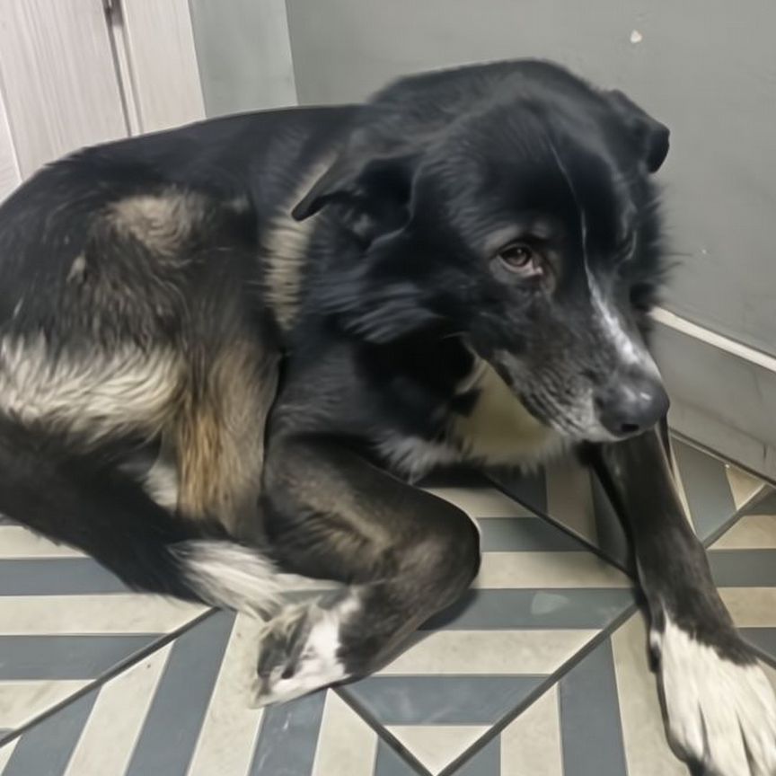 Взрослый пёс в добрые руки