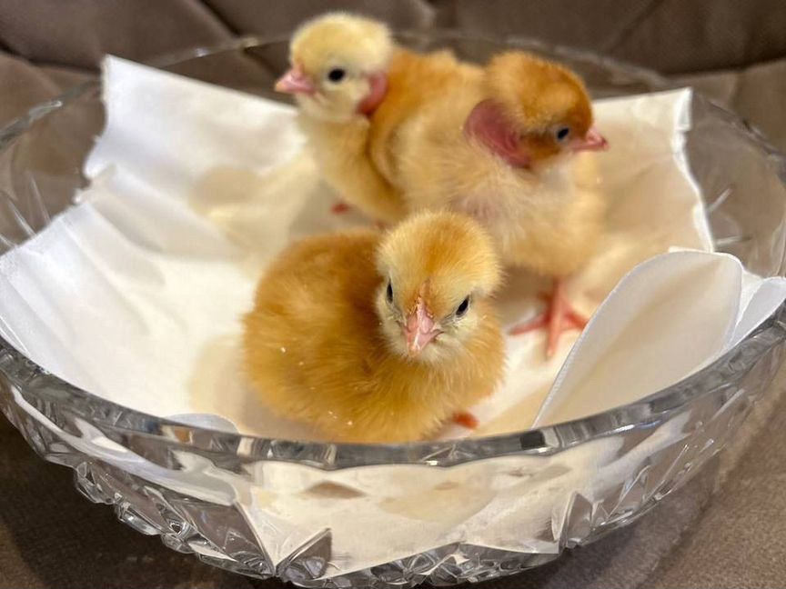 Цыпленок красной голошейки